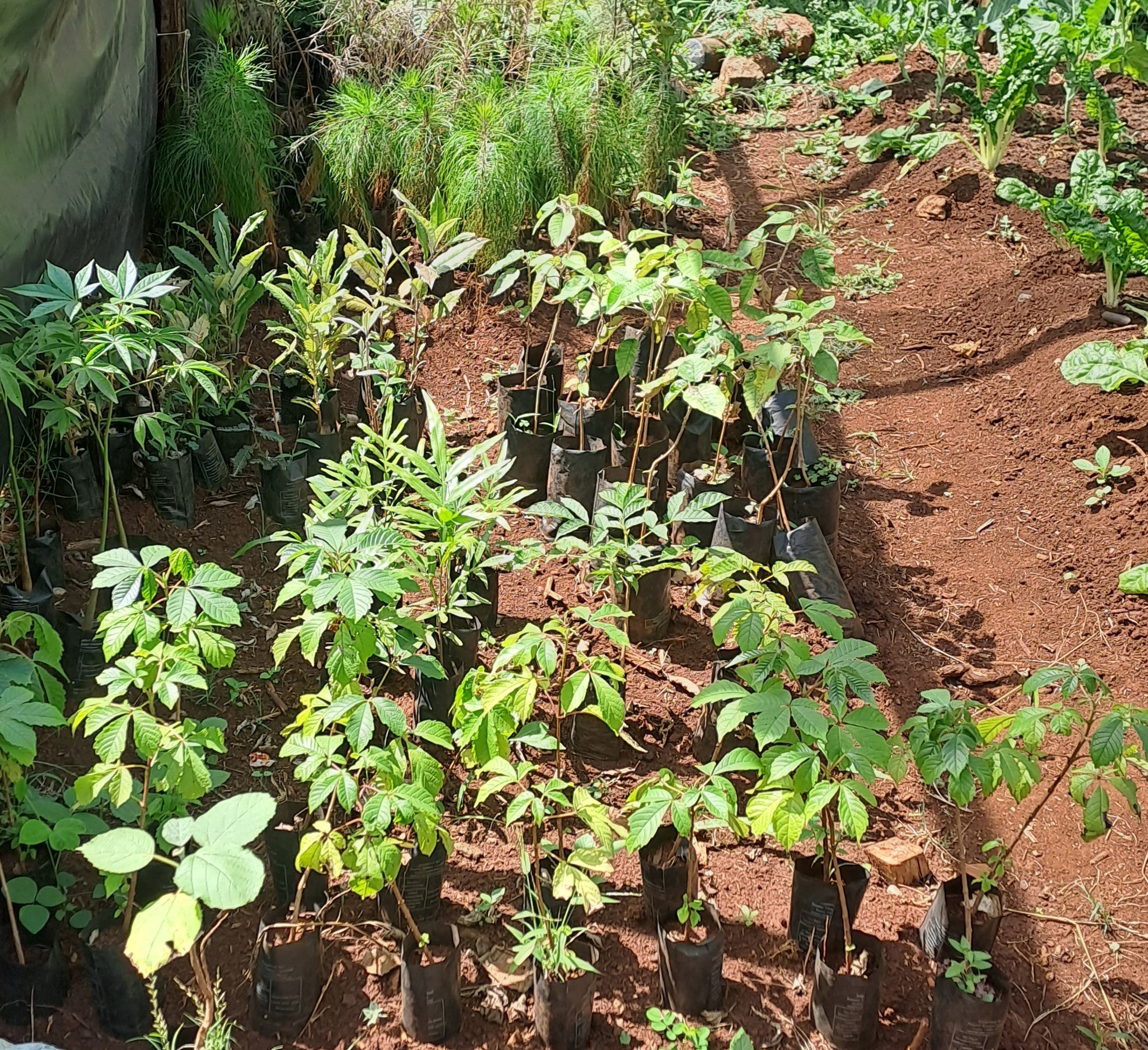 Communities Evergreening – Evergreening a community at a time!